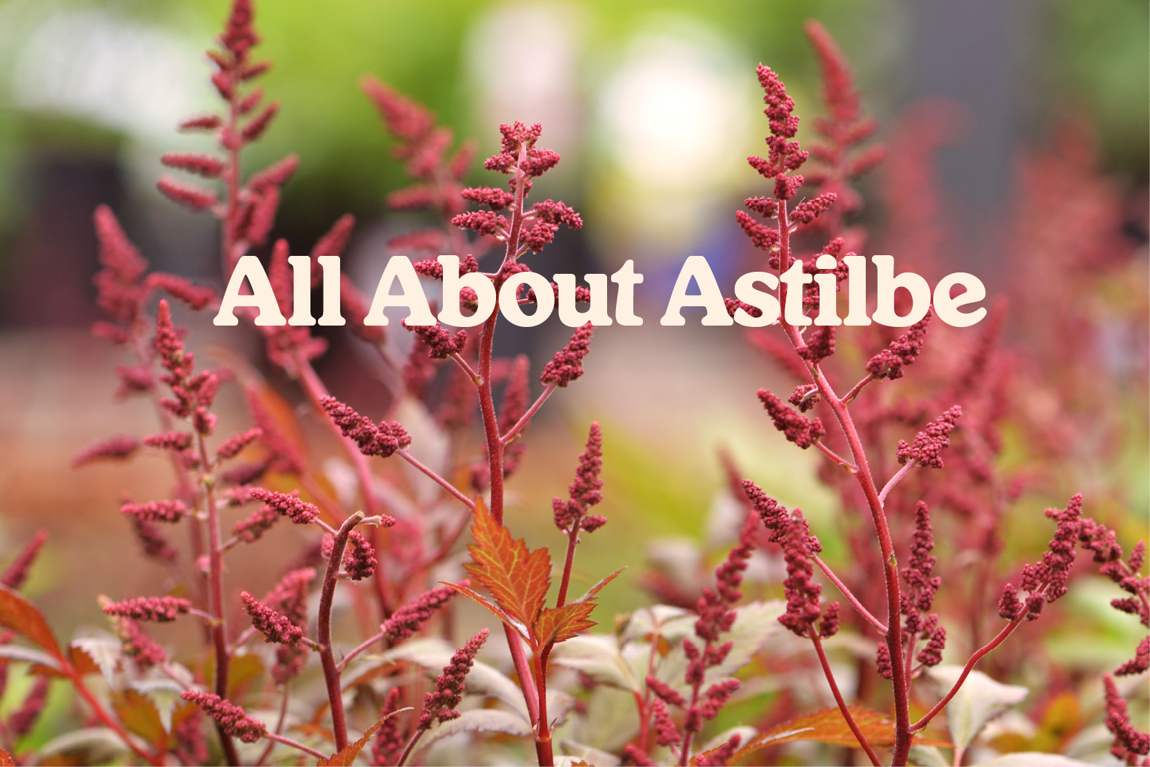 All About Astilbe