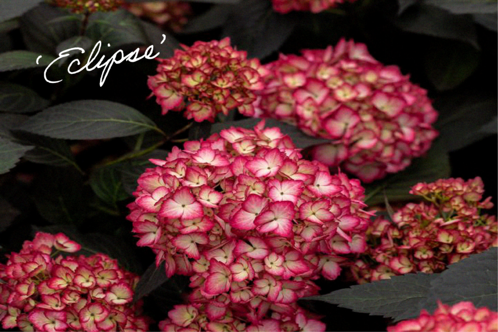 New! Hydrangea 'Eclipse' and Lilacs