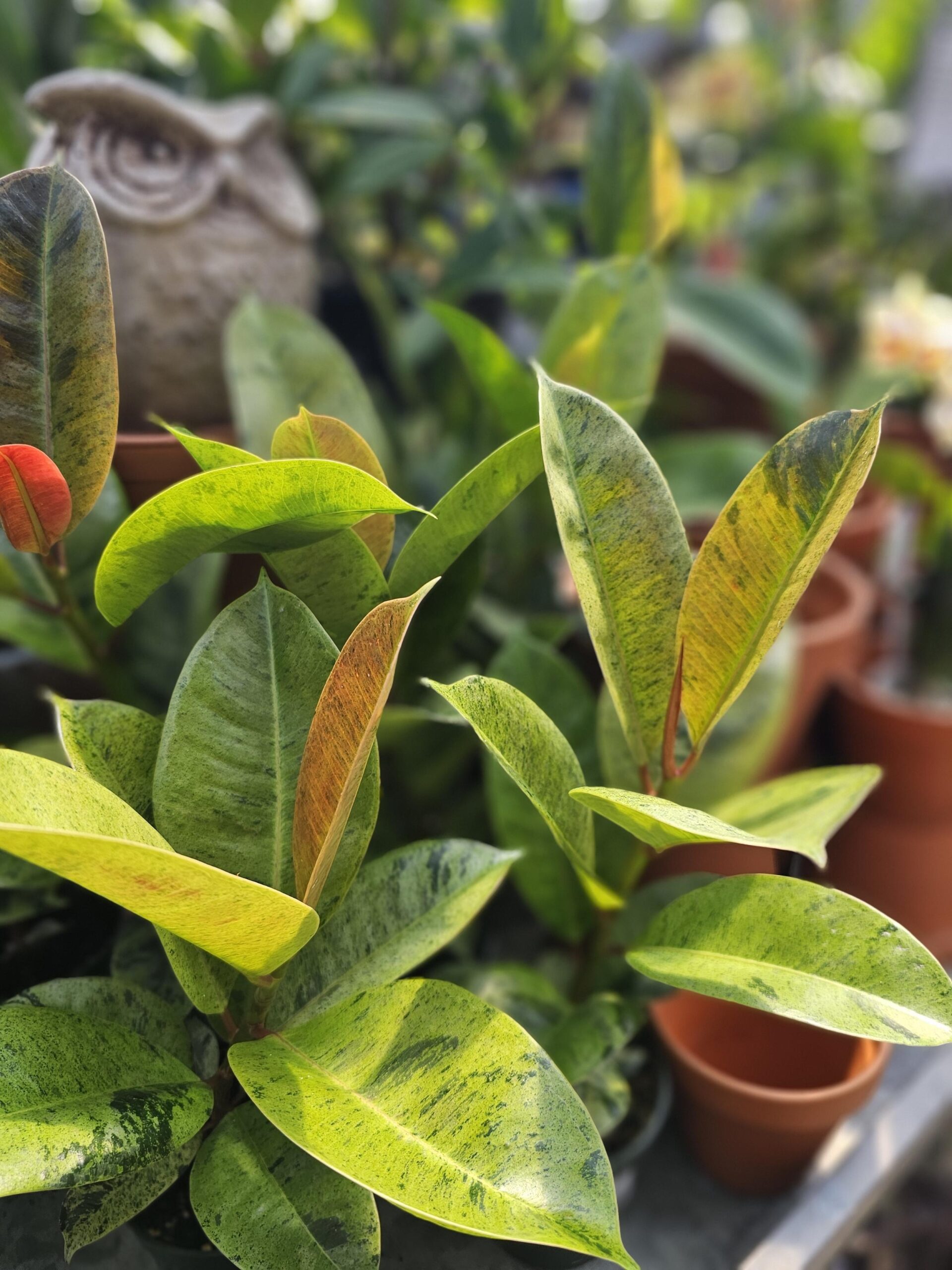 Celebrate National Indoor Plant Week