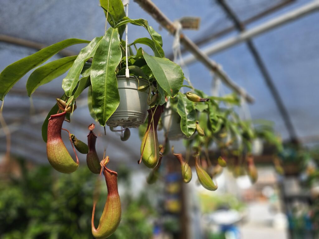 Celebrate National Indoor Plant Week