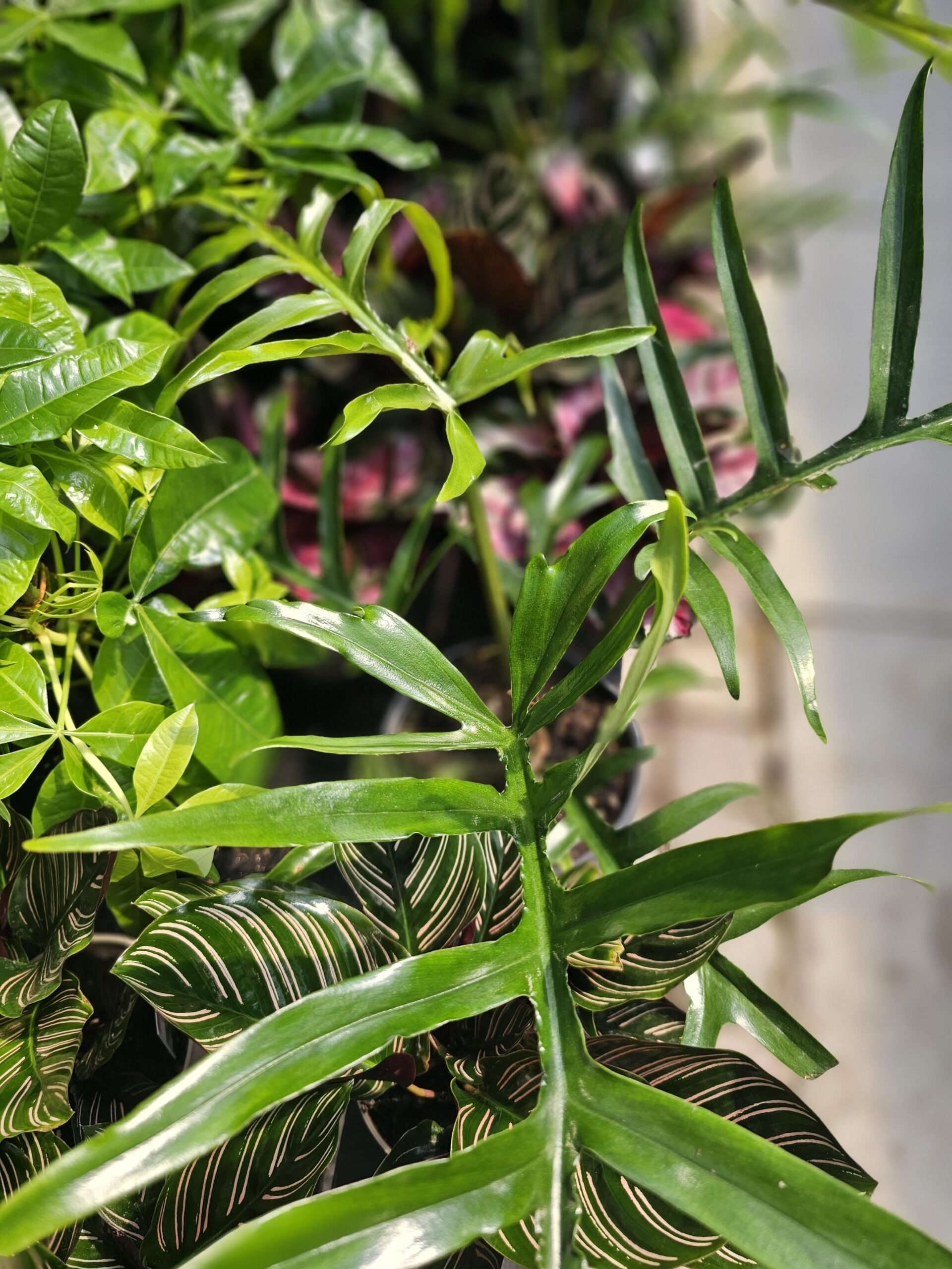 Celebrate National Indoor Plant Week