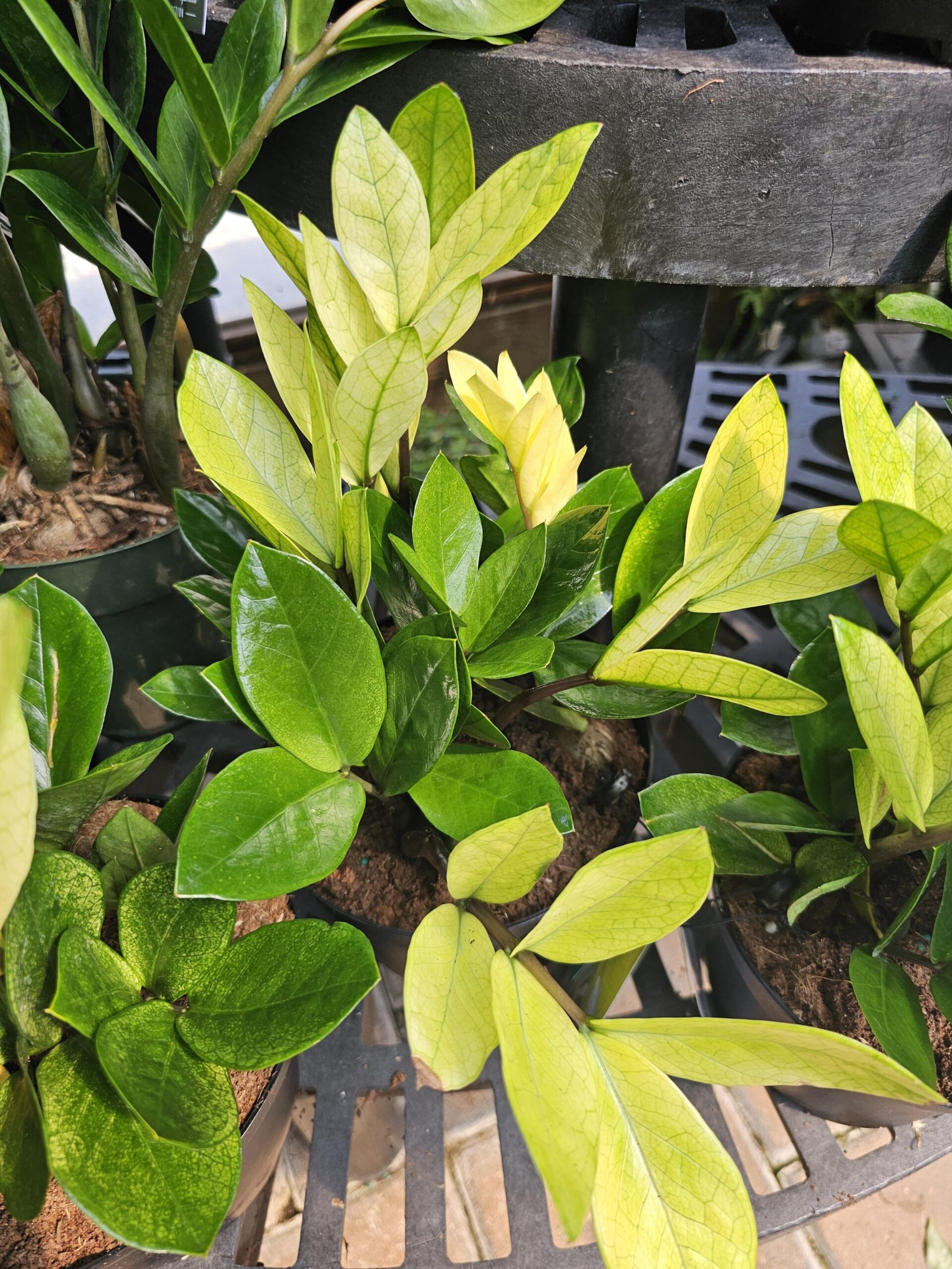 Celebrate National Indoor Plant Week