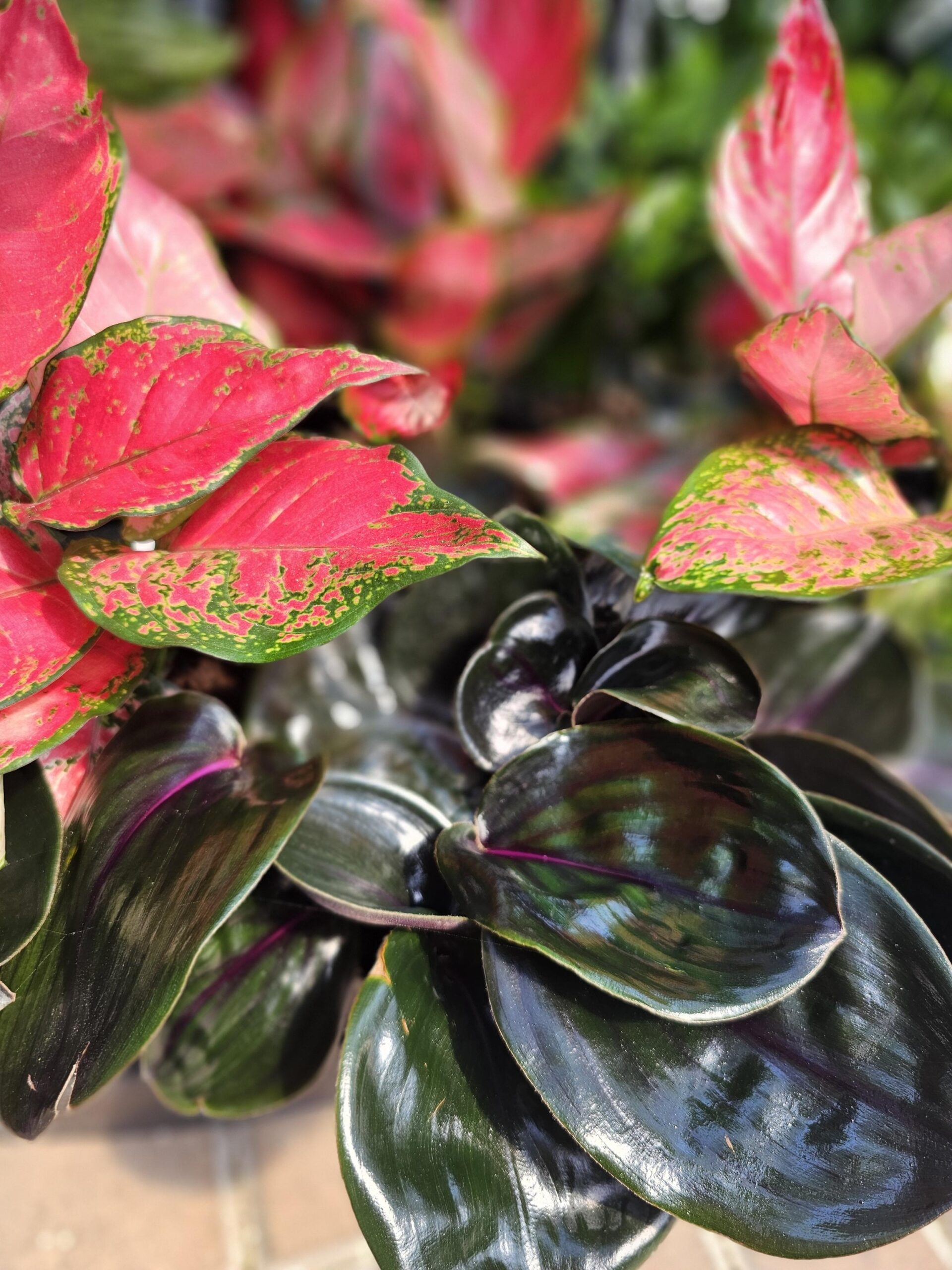 Celebrate National Indoor Plant Week