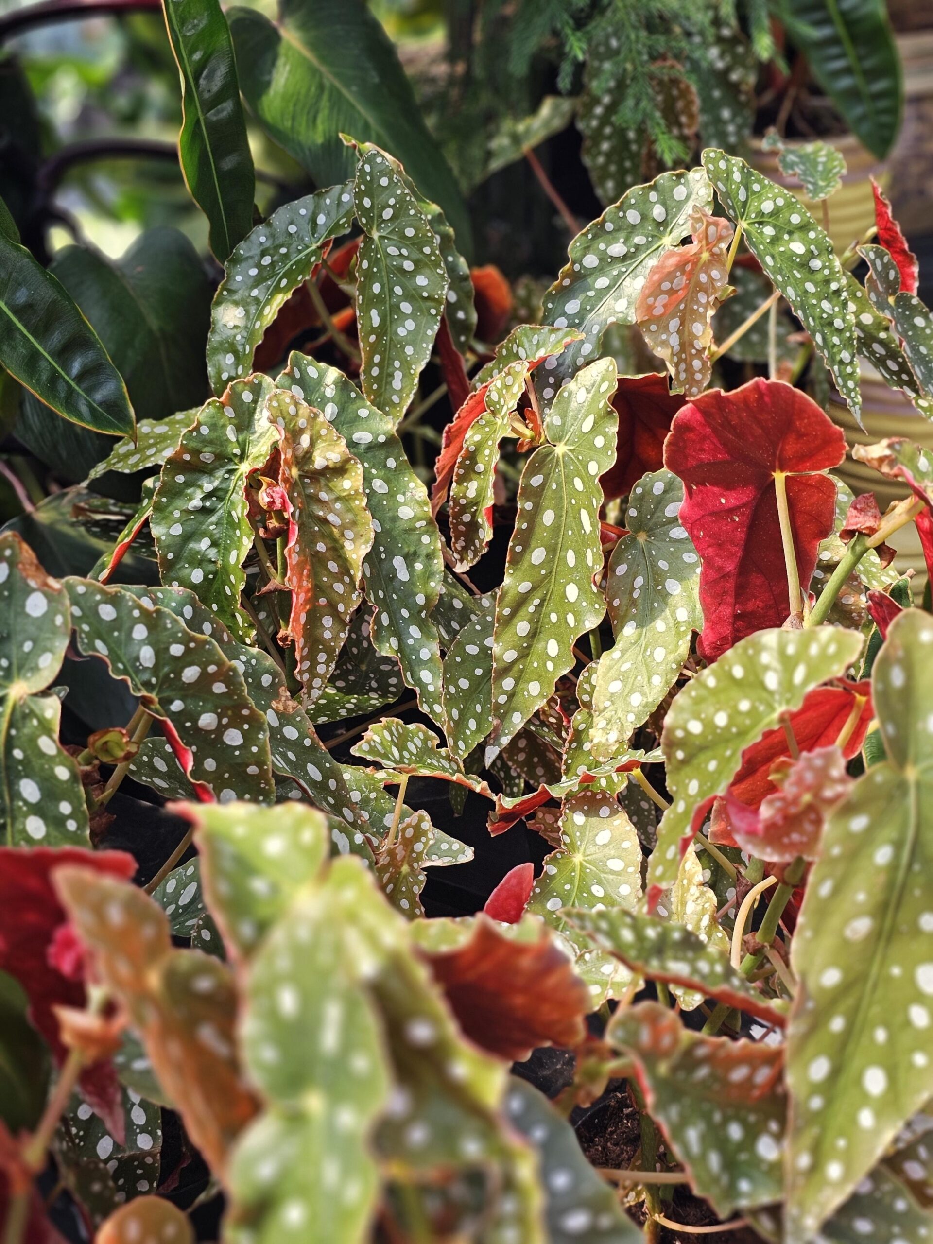 Celebrate National Indoor Plant Week