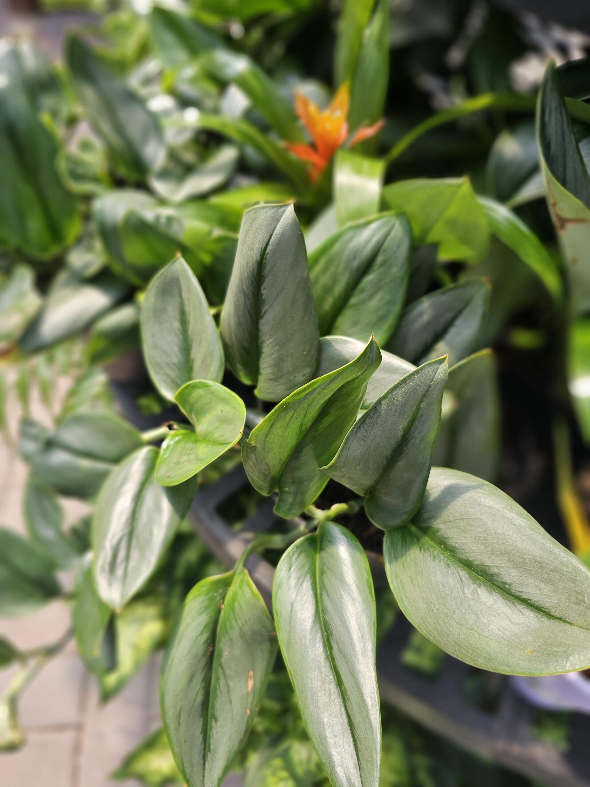 Celebrate National Indoor Plant Week