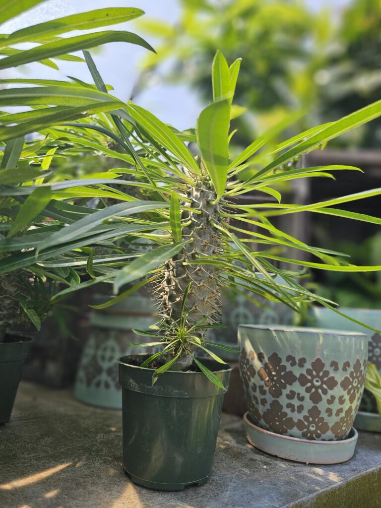 Celebrate National Indoor Plant Week