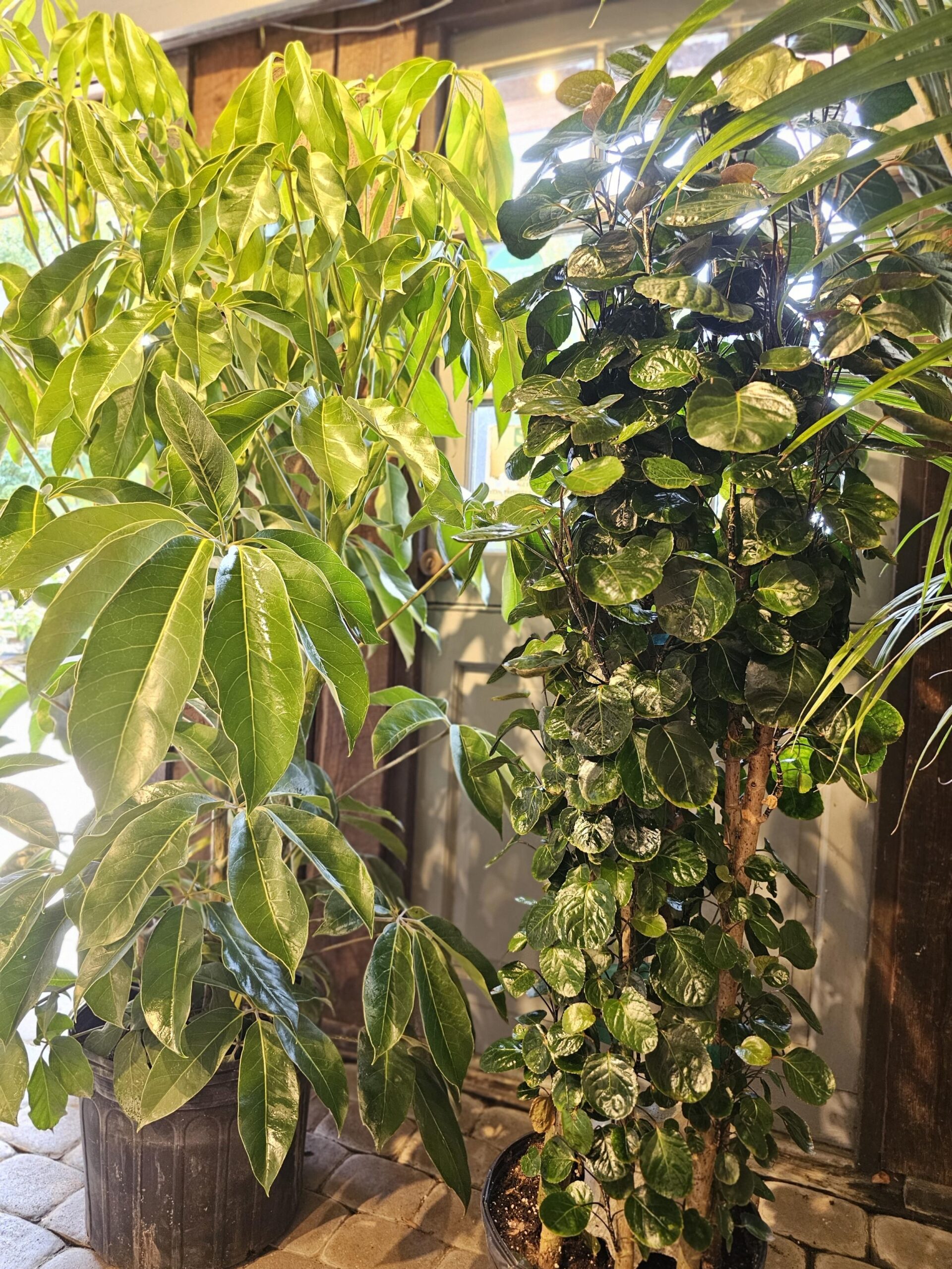 Celebrate National Indoor Plant Week