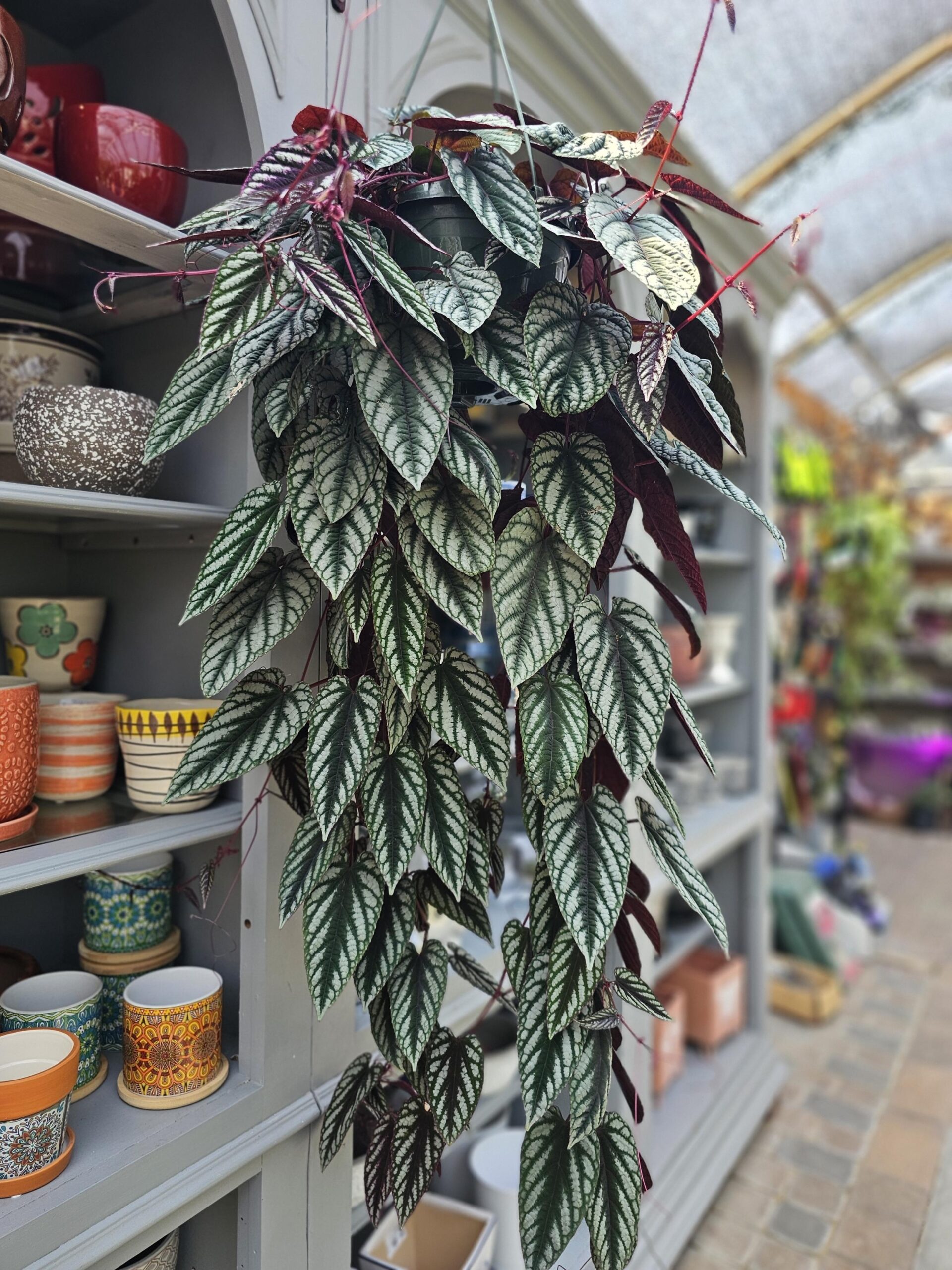 Celebrate National Indoor Plant Week