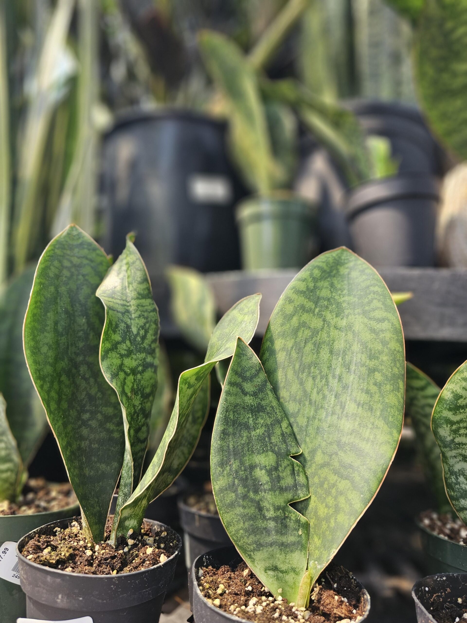 Celebrate National Indoor Plant Week