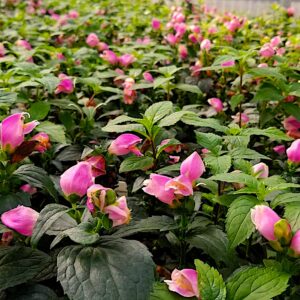 Gateway Gardens Home